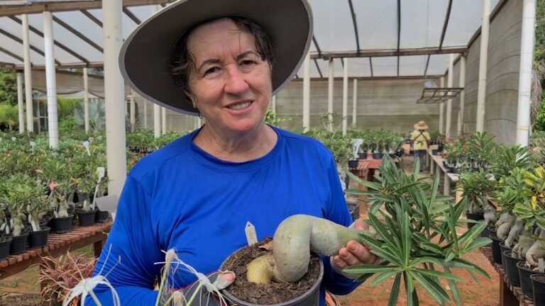 Lágrimas de Mãe Flor: A Beleza da Dor e da Esperança | Actualizado ...